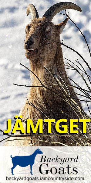 Jämtget - Breed Profile - Goat Journal